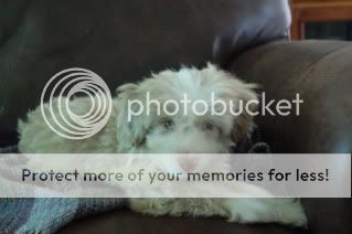 The RTROSE (take my sweet time) HT Construction Thread | Page 36 | AVS ...